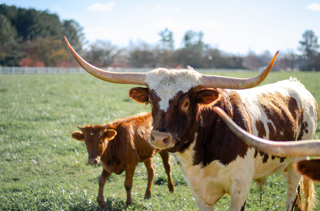 Slide Job Ranch Home Page